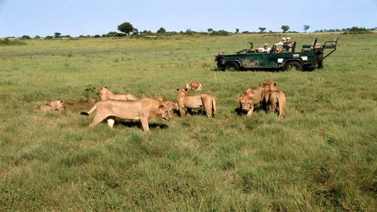 Botswana Safari | Luxury Safari | Africa Uncovered